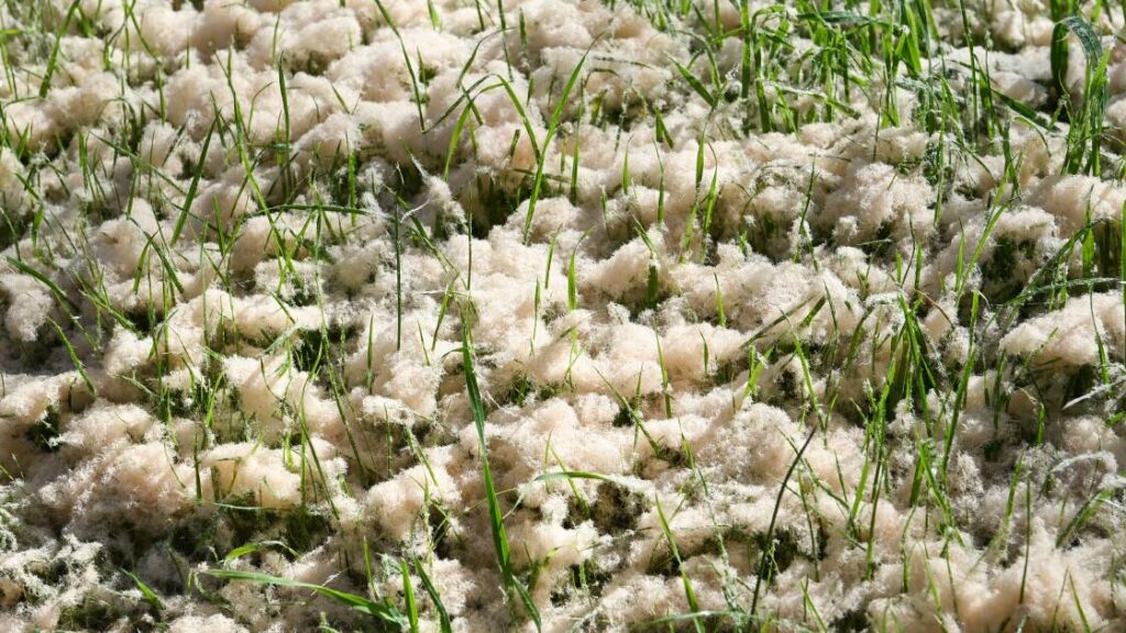 Alpine MDF Industries Fined $50,000 for Major Air Pollution Incident