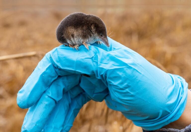 Common Shrews Exhibit Seasonal Brain Shrinkage and Regrowth