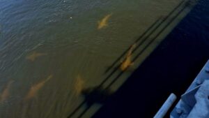 Urgent: School of Sharks Circles Swan River Near Fatal Attack Site