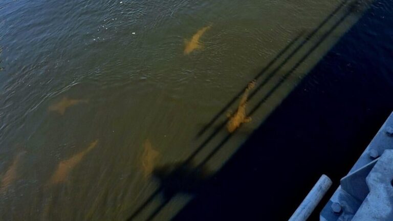 Urgent: School of Sharks Circles Swan River Near Fatal Attack Site