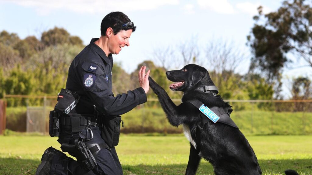 WA Police Canine Unit Introduces New Dogs to Combat Drug Crime
