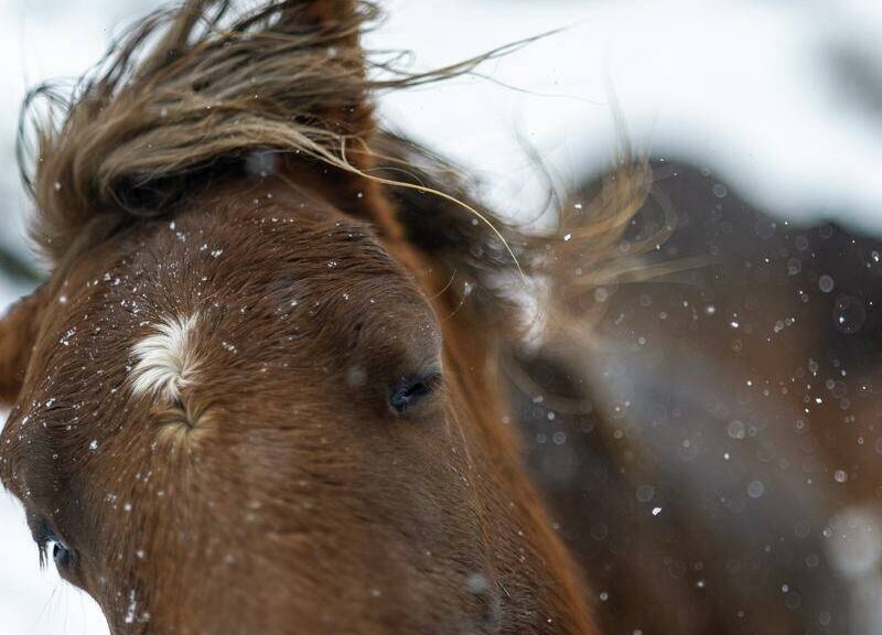 NSW Parliament REPEALS Brumby Protection Laws Amid Controversy