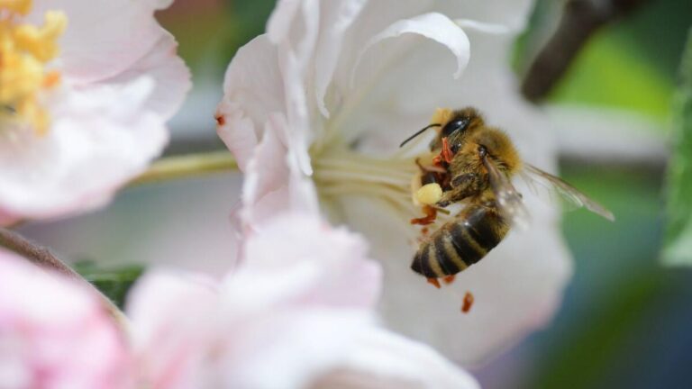 Australia Launches Genetic Program to Boost Honey Bee Resilience