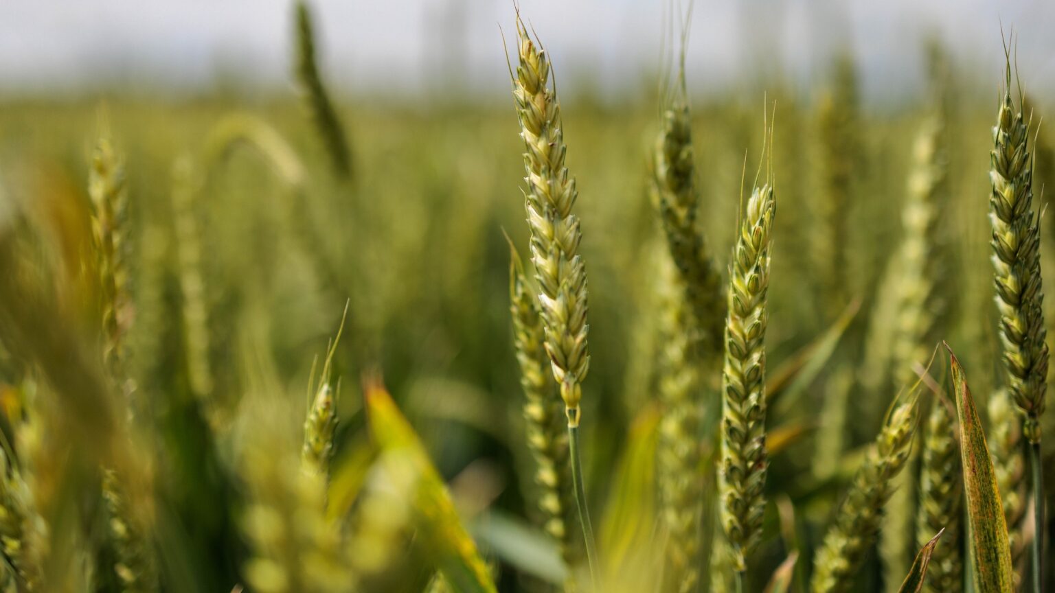 Kentucky Researchers Develop Tools to Combat Wheat Diseases