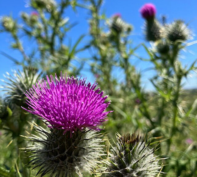 Allora Photography Group Captures Stunning Wildflower Display NOW
